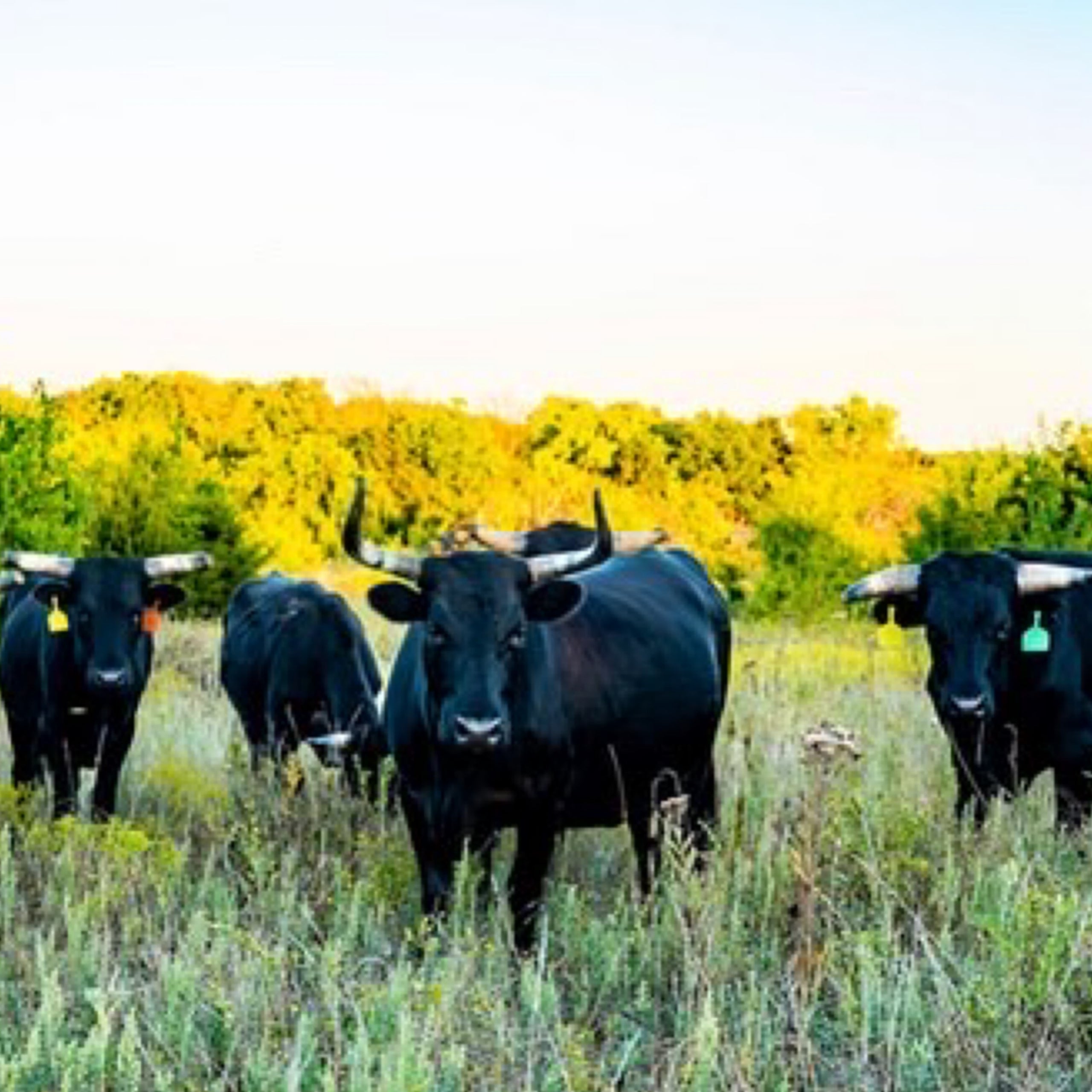 12 Beef Deposit Big Grass Beef